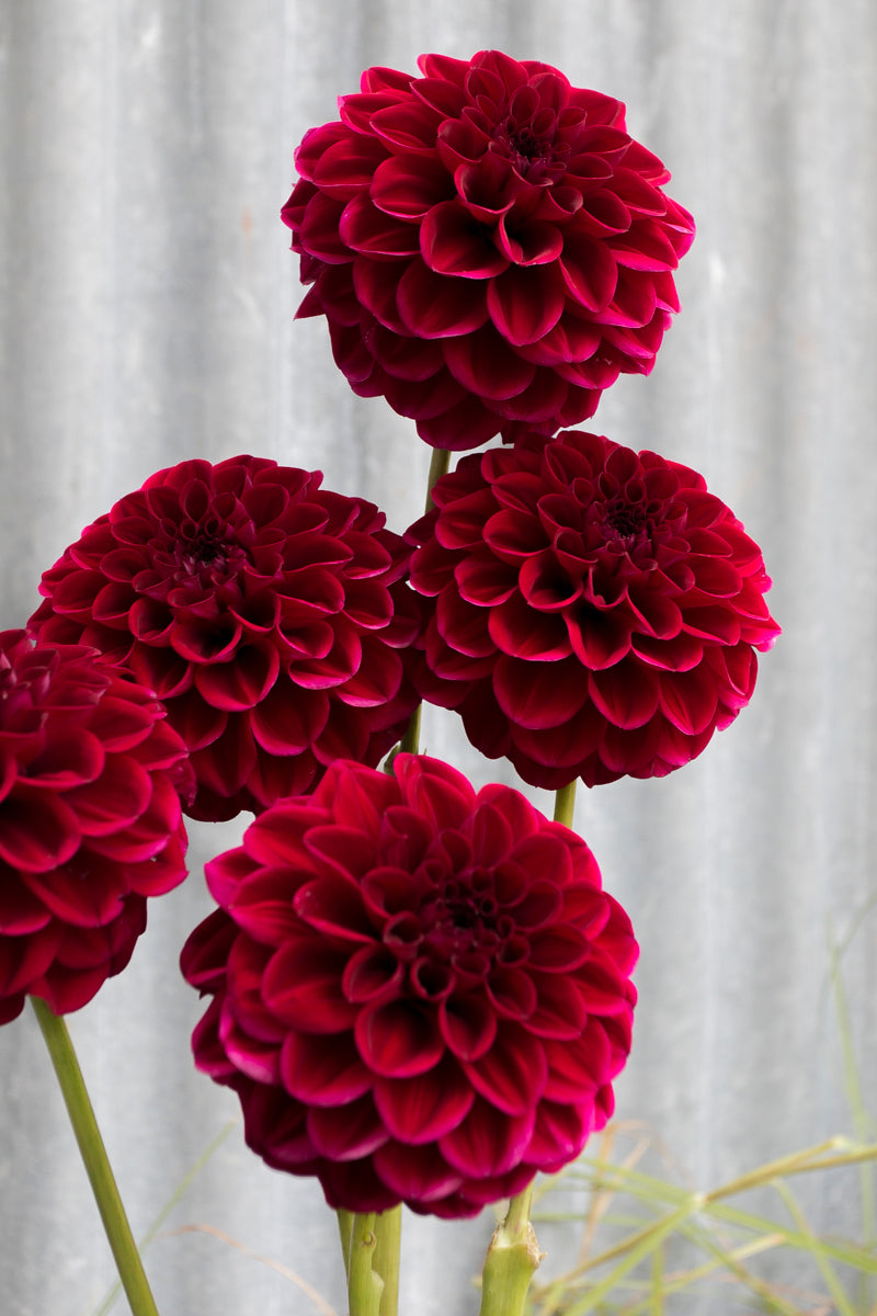 Everbloom Cherry Joy – New View Farmers