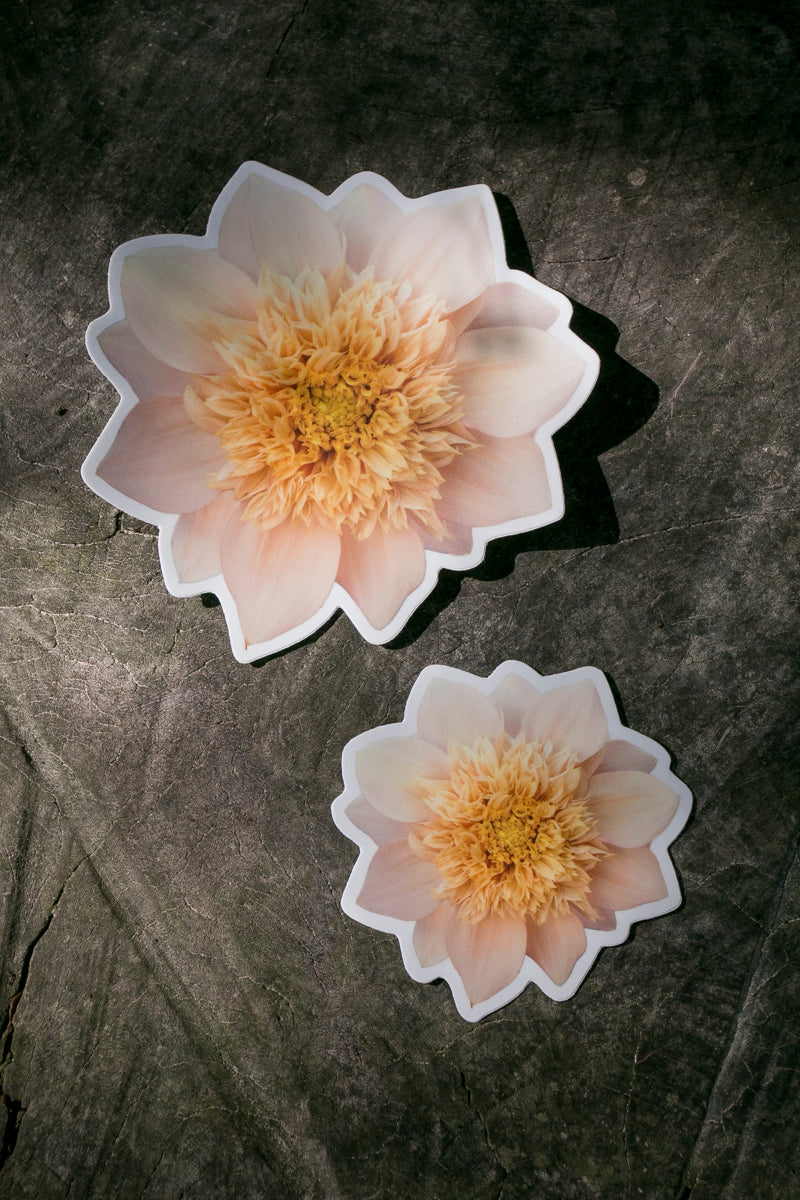 NEW Dahlia Sticker Medium - Everbloom Lioness - Matte waterproof vinyl – New View Farmers