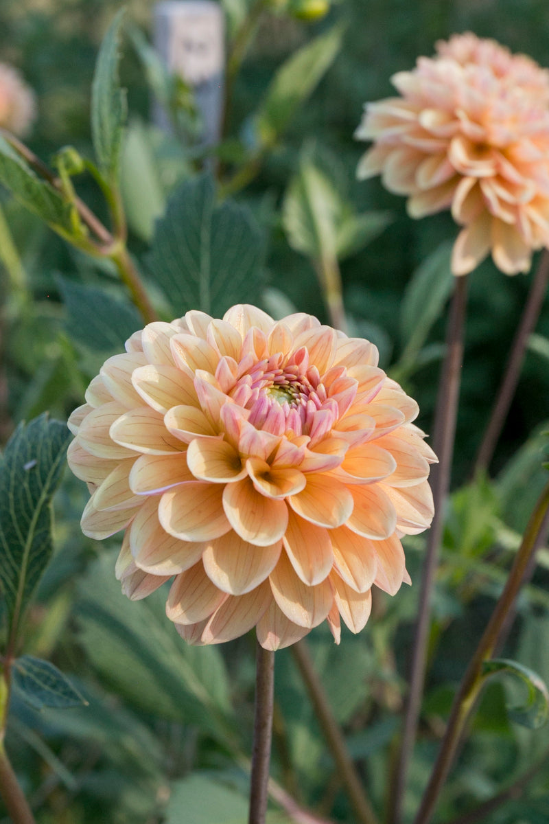 Everbloom Sally – New View Farmers