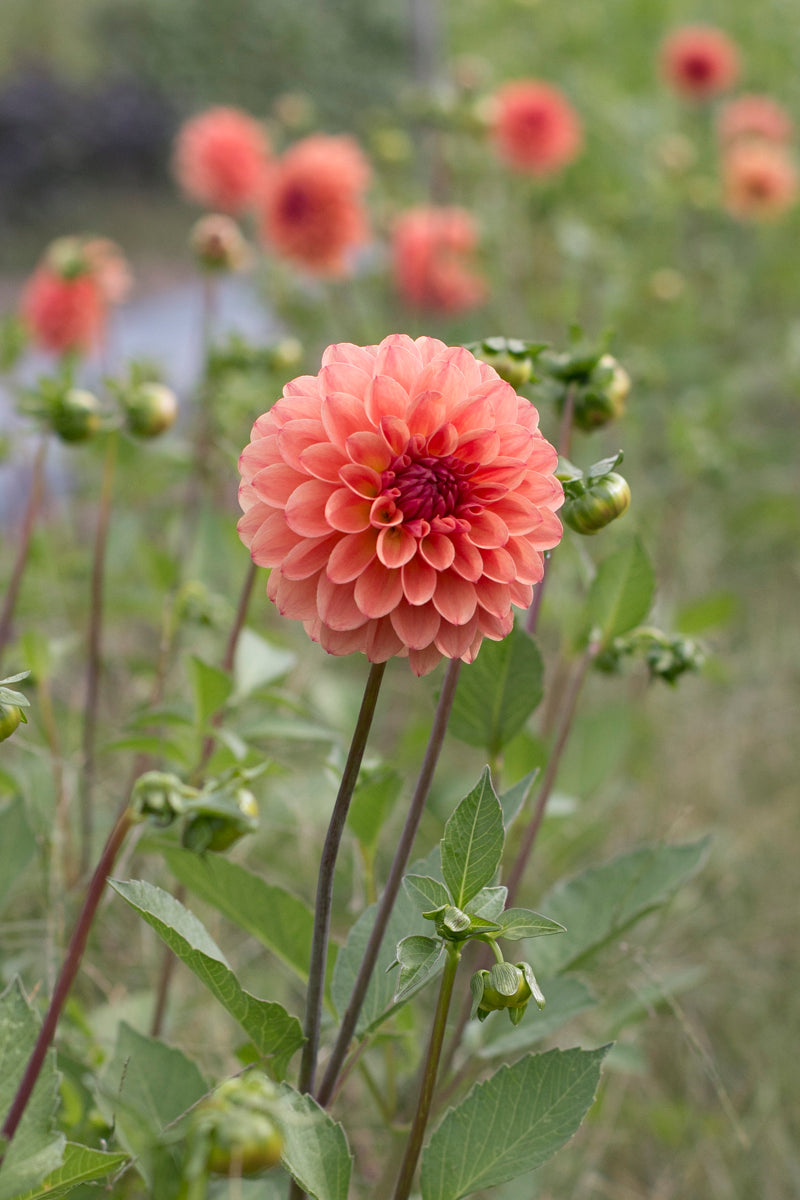 Everbloom Shanti – New View Farmers