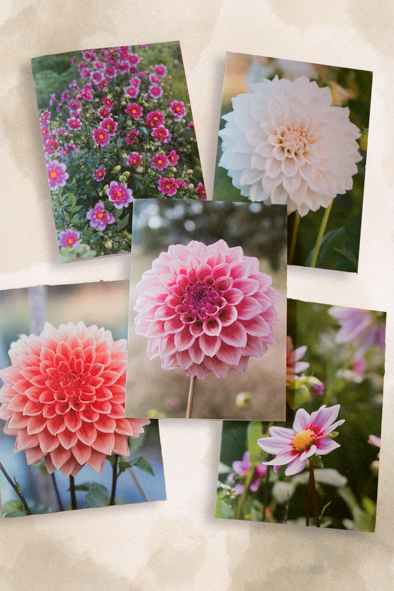 Dahlia gifts and art created by us – New View Farmers