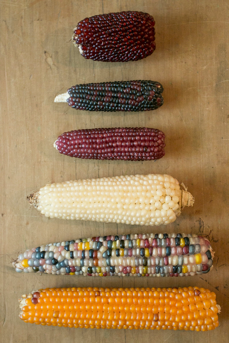 New View Farmers | Seasonal vegetables, flowers, seeds, Dahlia tubers