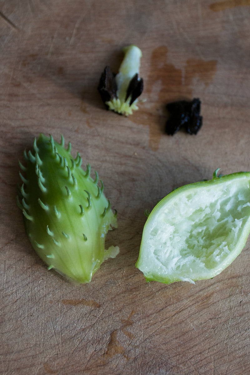 Achocha / Fat Baby cucumber seeds – New View Farmers