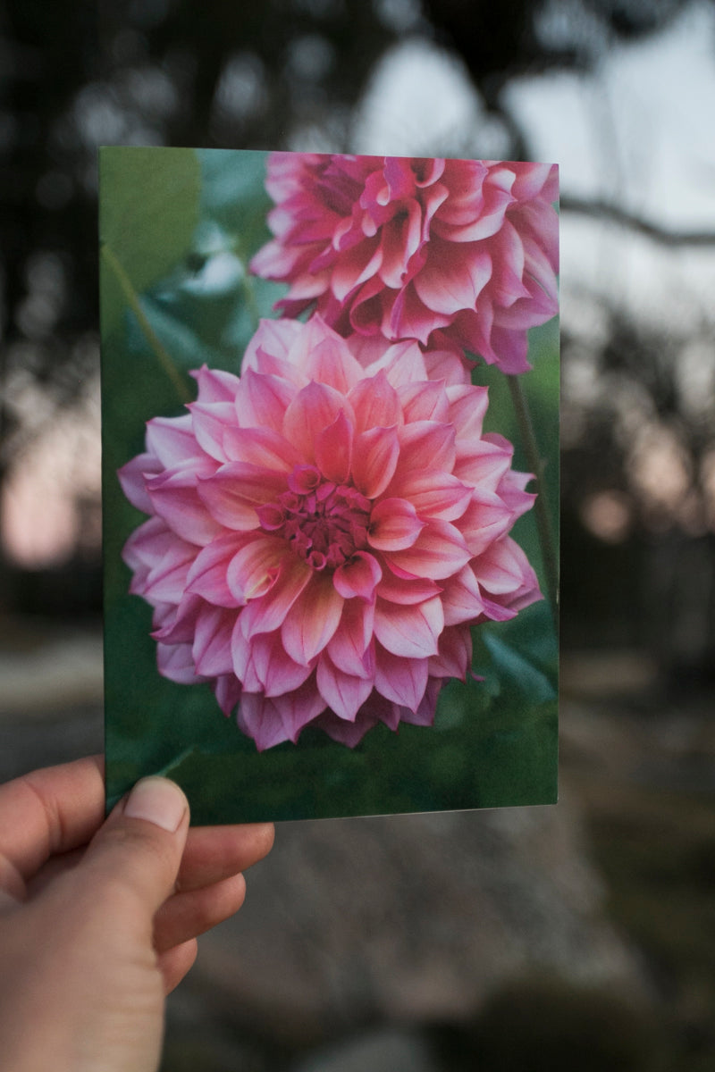 Dahlia Greeting cards pack 4 – New View Farmers