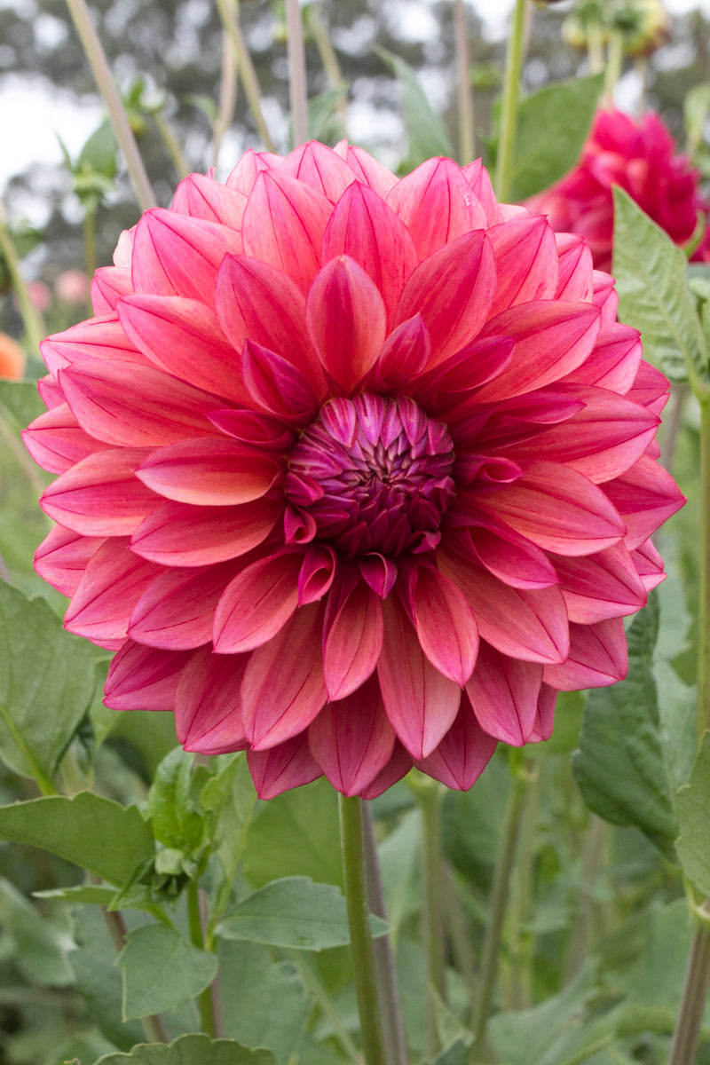 Everbloom Aura – New View Farmers