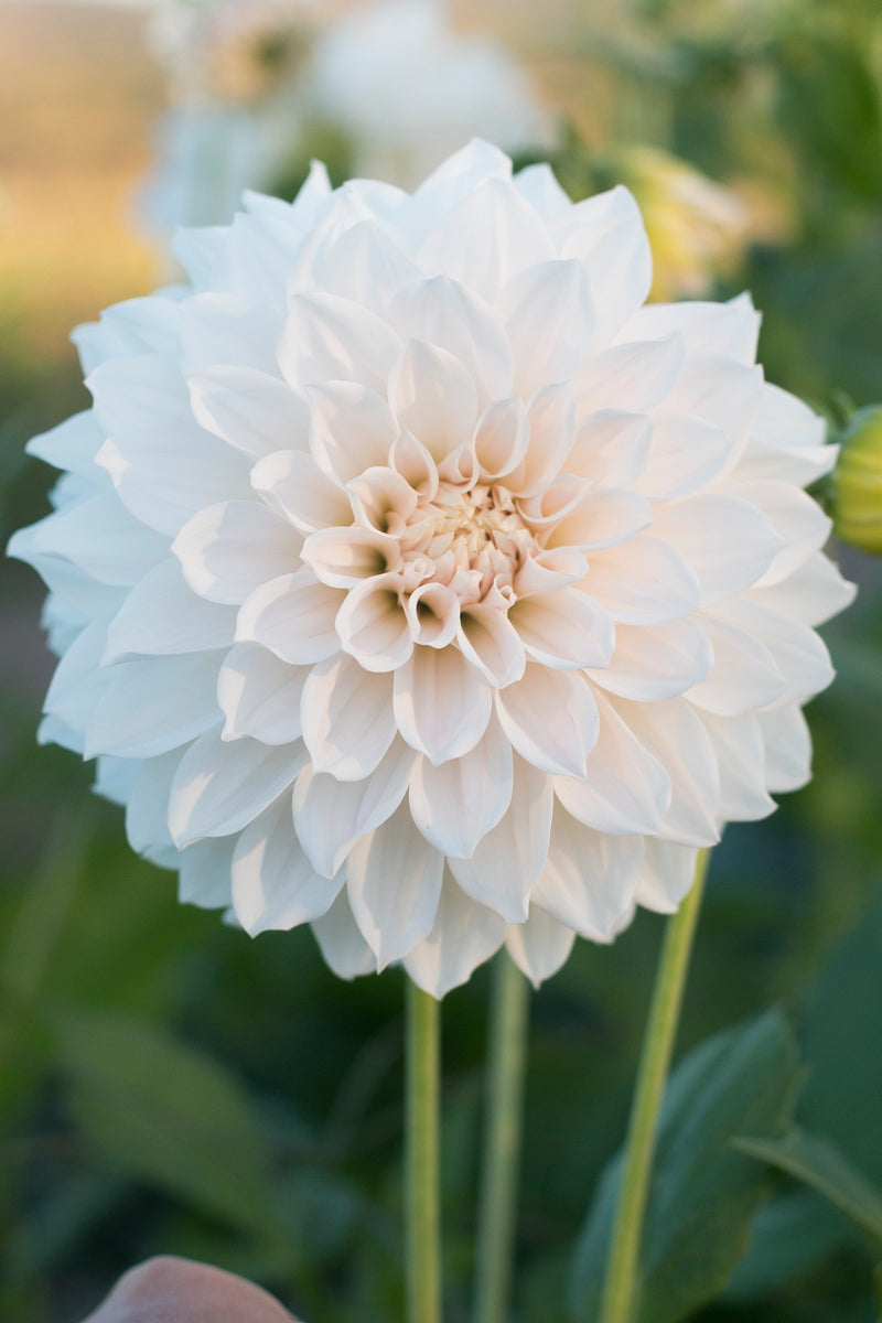 Everbloom First Dance – New View Farmers