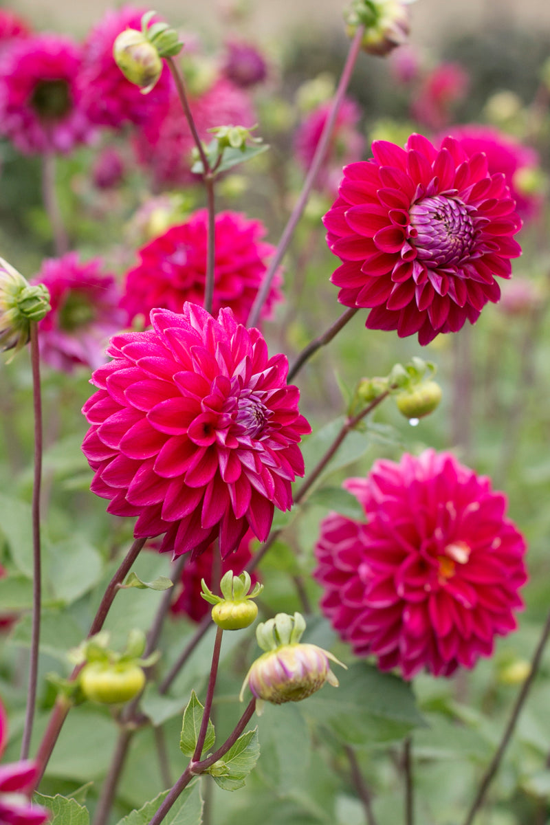 Everbloom Sangria – New View Farmers