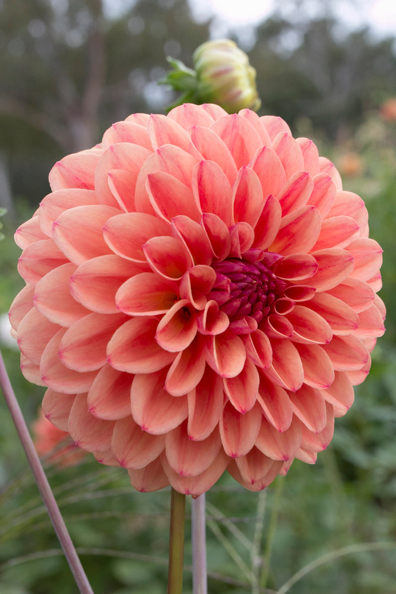 Everbloom Shanti – New View Farmers