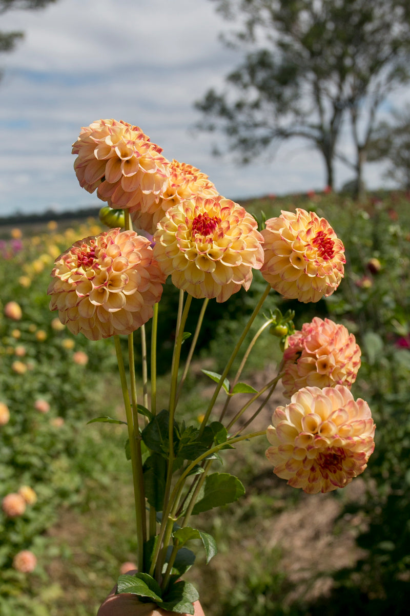 Everbloom Siesta – New View Farmers