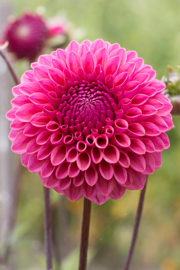 Products – New View Farmers