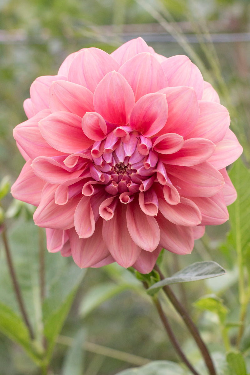 Lileah Caramel Rose – New View Farmers