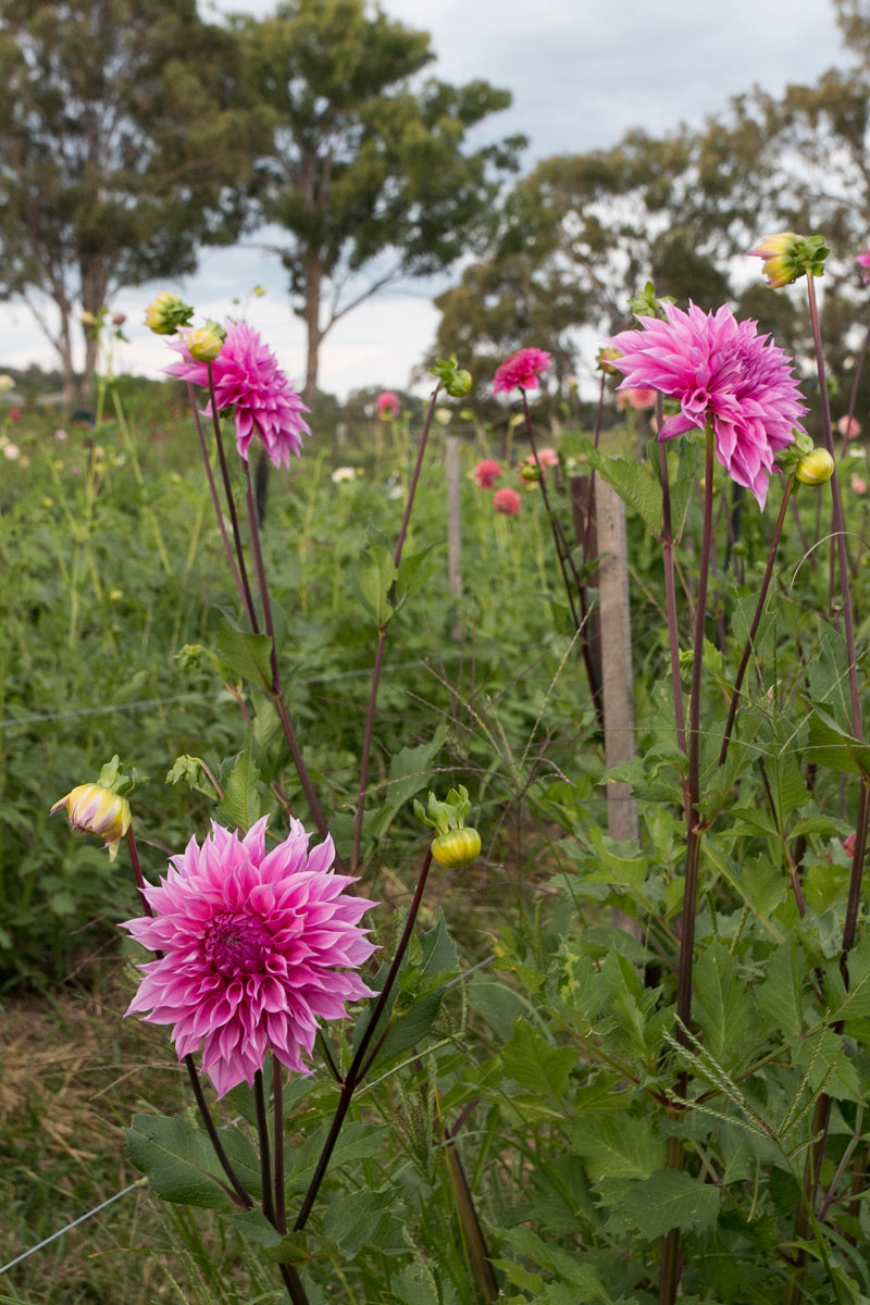 Lileah Mailman – New View Farmers