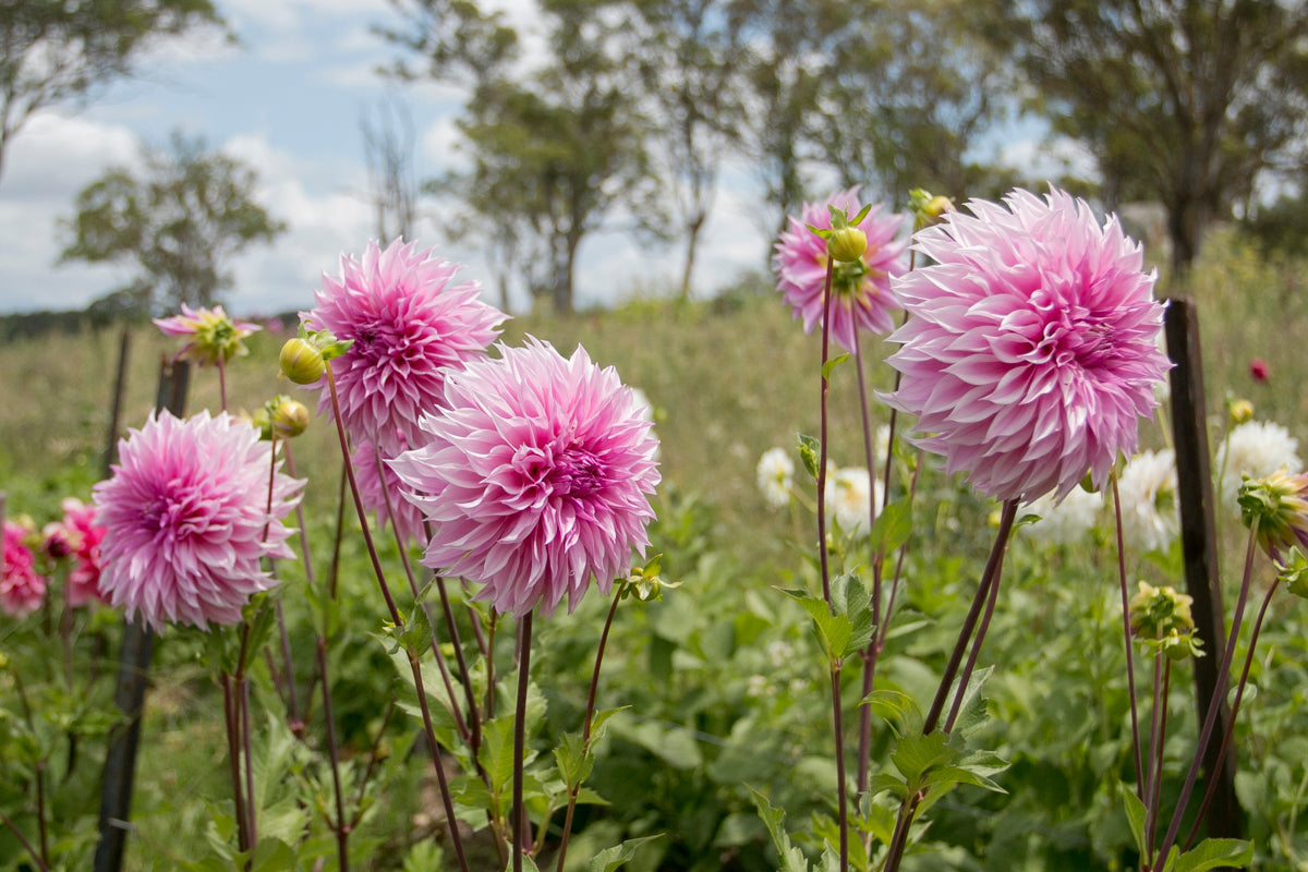 Lileah Mailman – New View Farmers