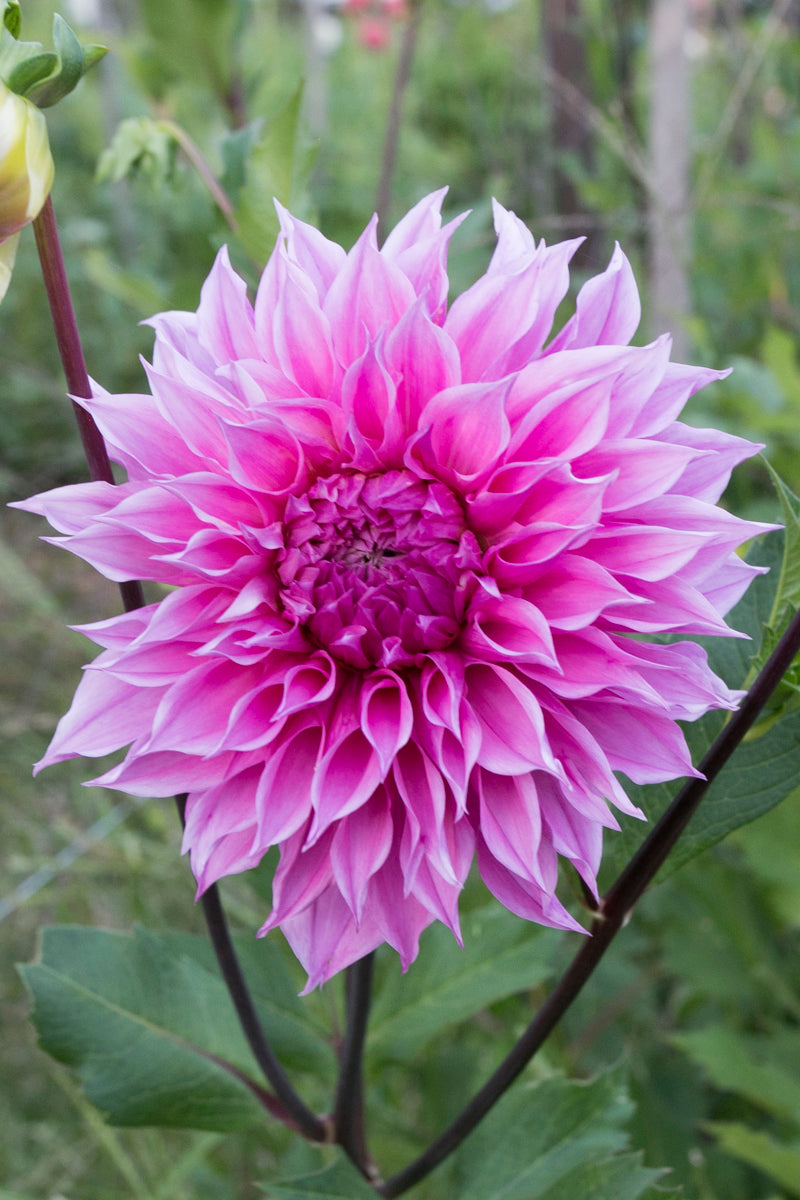 Dahlia tubers – Page 3 – New View Farmers